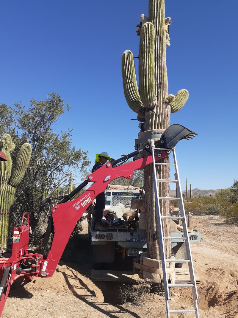AZ Cactus & Tree Home - AZ Cactus & Tree