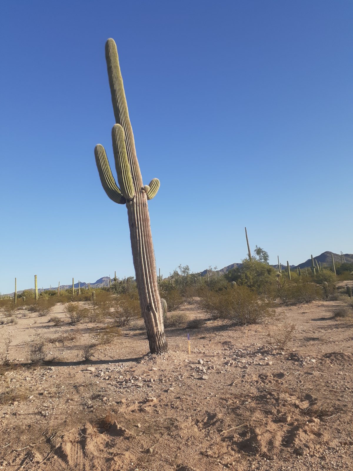 Gallery - AZ Cactus & Tree