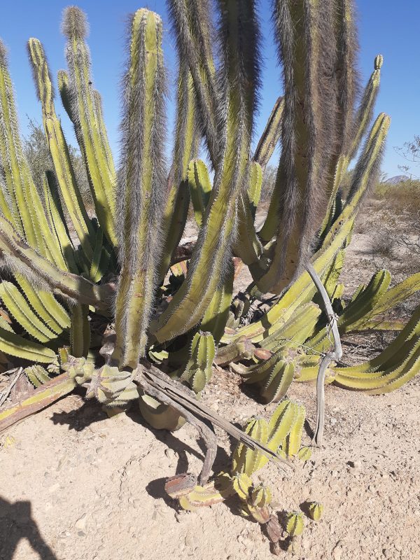 Gallery - AZ Cactus & Tree