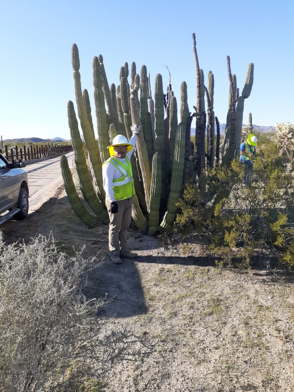 Gallery - AZ Cactus & Tree