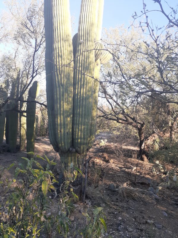Gallery - AZ Cactus & Tree